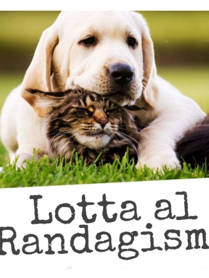 Randagismo - Comune di Taurianova